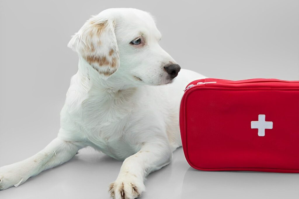Pet Emergency Services In Paw Paw, MI | Red Arrow Animal