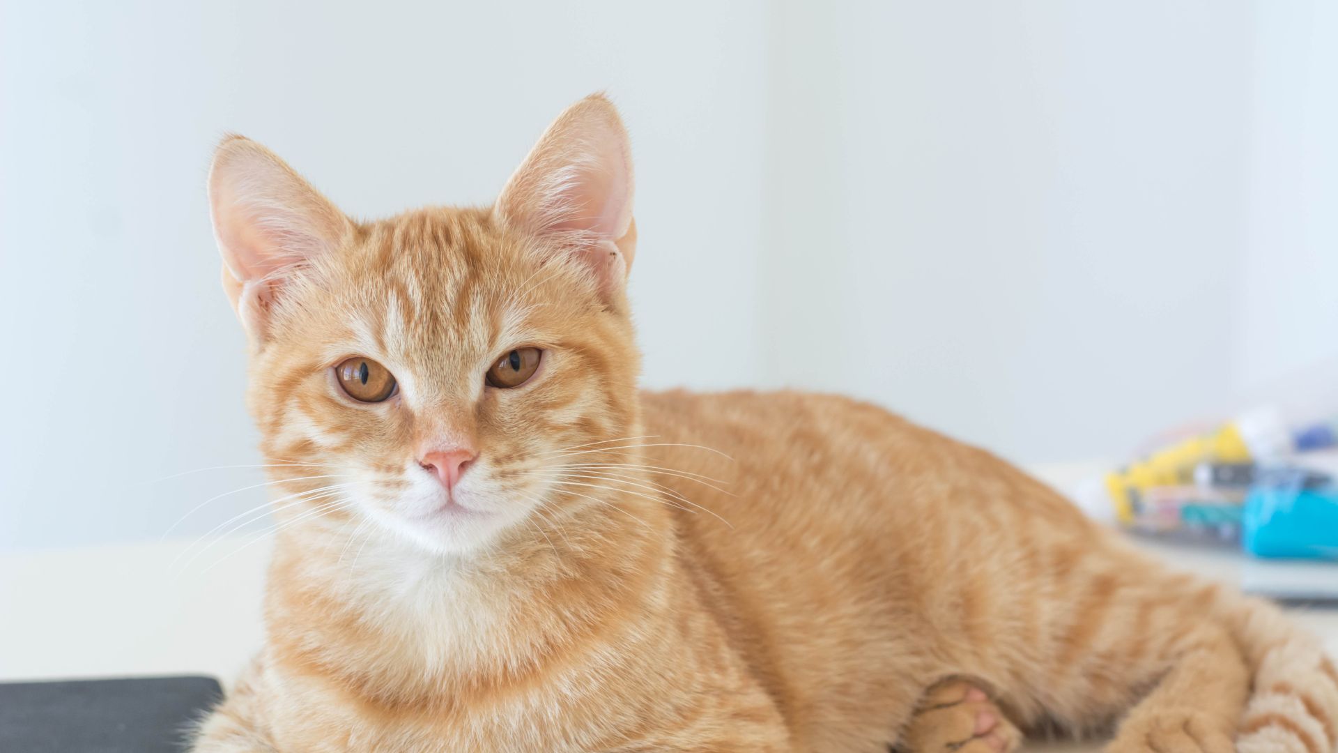 Red Arrow Animal Clinic FAQs